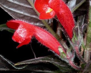 Columnea Archives - Gesneriad Reference Web