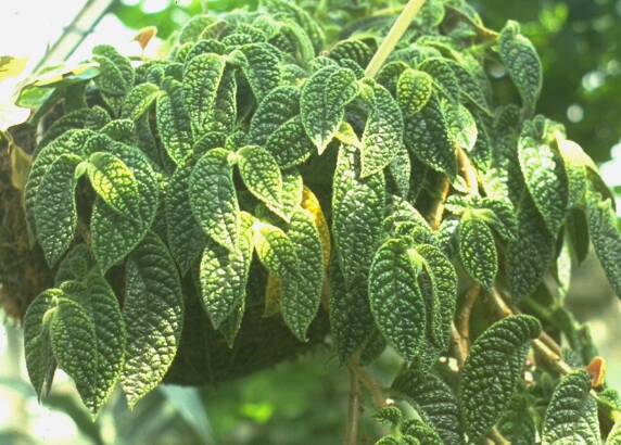 Columnea purpureovittata - Gesneriad Reference Web