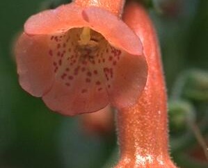 Sinningia Archives - Gesneriad Reference Web