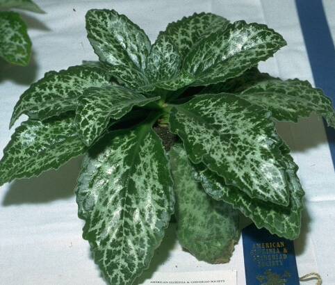 Primulina dryas 'Hisako' - Gesneriad Reference Web