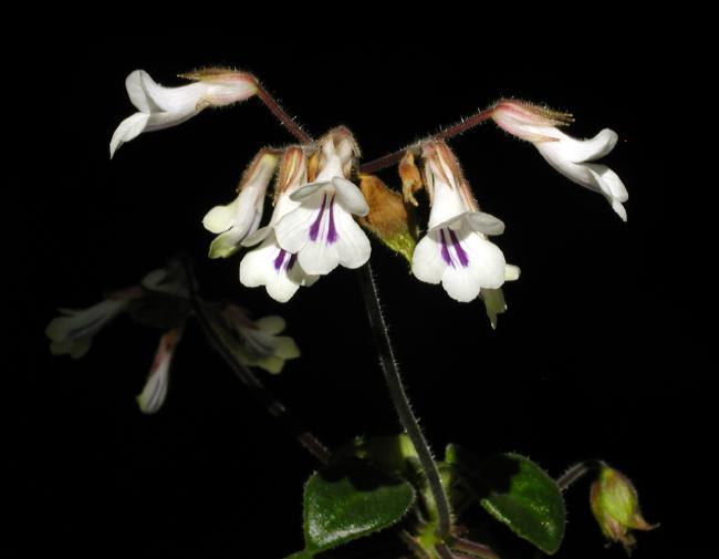 Deinostigma tamiana - Gesneriad Reference Web