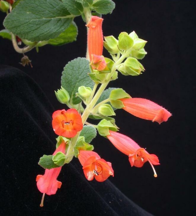 Sinningia incarnata - Gesneriad Reference Web