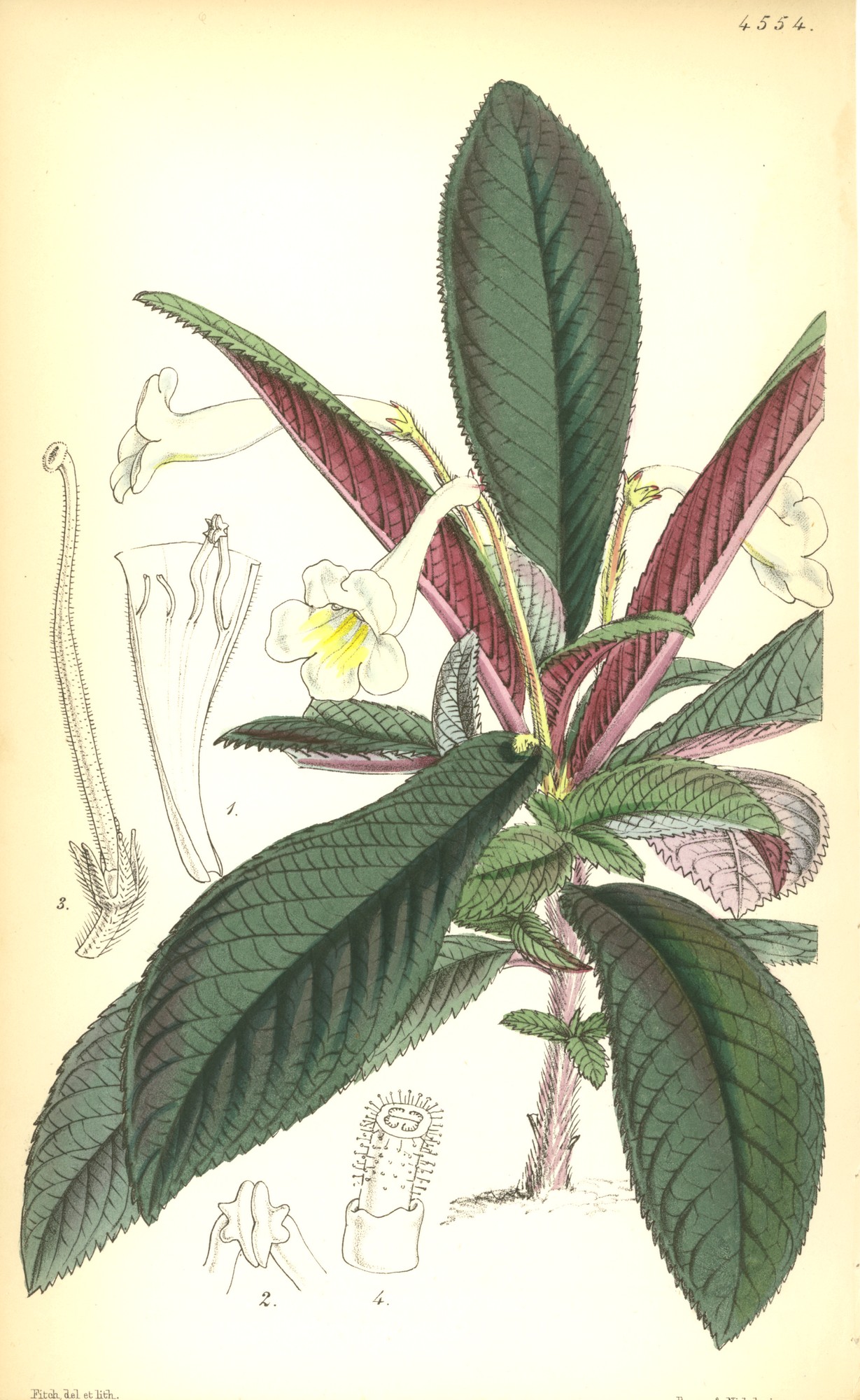 Didymocarpus crinita - Gesneriad Reference Web