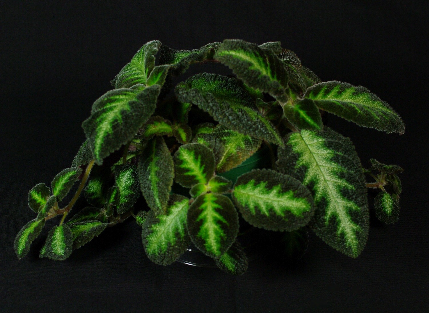 Episcia lilacina 'Blue Nile' - Gesneriad Reference Web