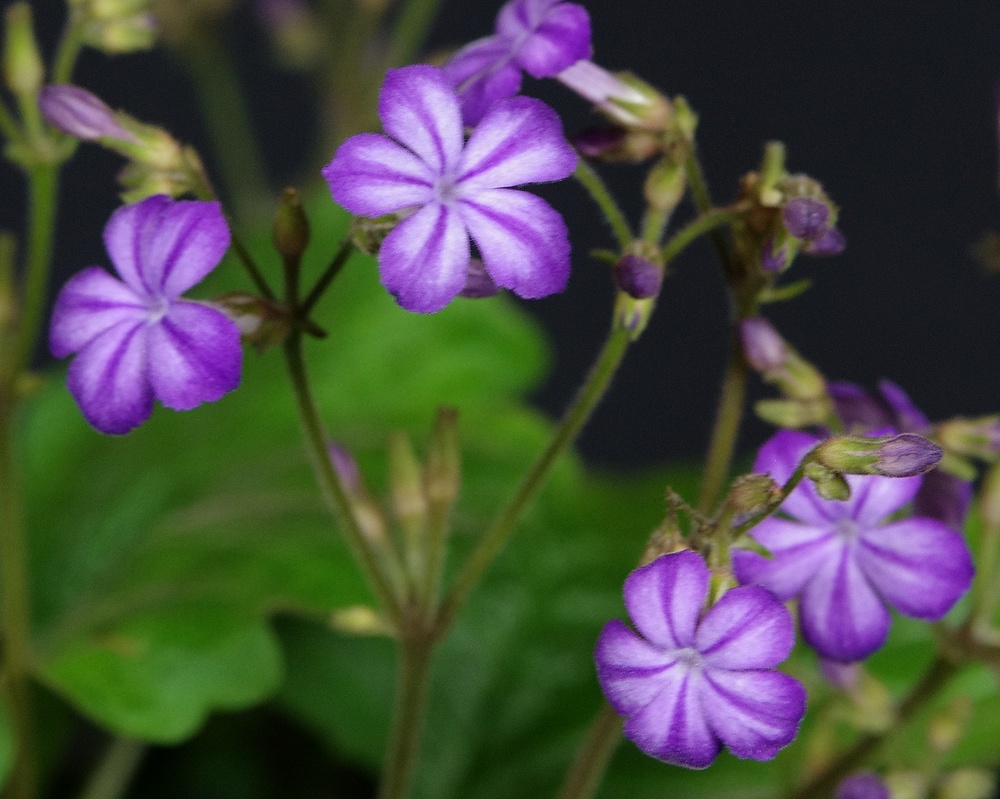 Primulina tabacum - Gesneriad Reference Web