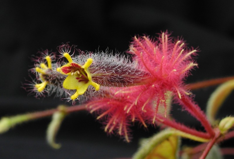 Columnea minor - Gesneriad Reference Web